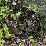 Mount Minsi via Appalachian Trail, Pennsylvania - 7,488 Reviews, Map ...