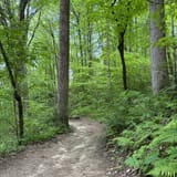 Looking Glass Rock Trail, North Carolina - 7,202 Reviews, Map | AllTrails