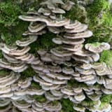 Blueberry, Grave Ridge and Creek Trail Loop , Pennsylvania - 21 Reviews ...