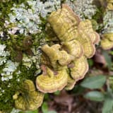 Blueberry, Grave Ridge and Creek Trail Loop , Pennsylvania - 21 Reviews ...