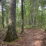 Blueberry, Grave Ridge and Creek Trail Loop , Pennsylvania - 21 Reviews ...