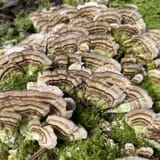 Blueberry, Grave Ridge and Creek Trail Loop , Pennsylvania - 21 Reviews ...