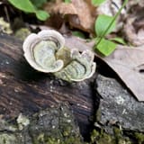 Blueberry, Grave Ridge and Creek Trail Loop , Pennsylvania - 21 Reviews ...