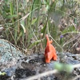 Dave Moore Nature Trail, California - 391 Reviews, Map | AllTrails