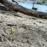 Dave Moore Nature Trail, California - 391 Reviews, Map | AllTrails