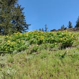 Tire Mountain Trail, Oregon - 149 Reviews, Map | AllTrails
