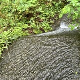 Japanese Gulch Loop Trail, Washington - 1,258 Reviews, Map | AllTrails
