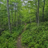Redman Run Trail, West Virginia - 130 Reviews, Map | AllTrails