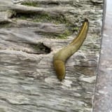 Bootjack Loop, California - 1,864 Reviews, Map | AllTrails