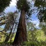 Tall Trees Grove Loop Trail, California - 2,332 Reviews, Map | AllTrails