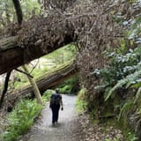 Tall Trees Grove Loop Trail, California - 2,295 Reviews, Map | AllTrails
