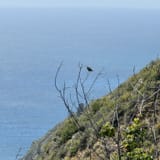 Timber Top and Boronda Trail, California - 750 Reviews, Map | AllTrails