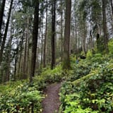 Sasamat Lake Loop Trail - Woodhaven Trail - Woodhaven Swamp Loop Trail ...