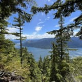 Mount Ellinor Trail, Washington - 2,686 Reviews, Map | AllTrails