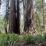 Tall Trees Grove Loop Trail, California - 2,315 Reviews, Map | AllTrails