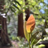 Myrtle Tree Trail, Oregon - 57 Reviews, Map | AllTrails