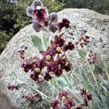 Seven Tea Cups Viewpoint via Dry Creek Meadow, California - 328 Reviews ...