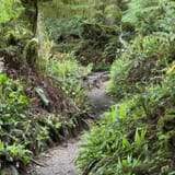 Cape Falcon Trail, Oregon - 3,829 Reviews, Map | AllTrails