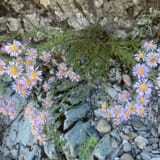 East Ridge and Cronan Ranch Loop, California - 1,061 Reviews, Map ...