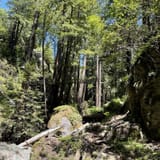 Tanbark Trail and Tin House Loop, California - 1,411 Reviews, Map ...