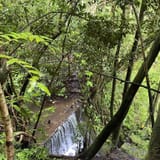 Makiki Valley Loop, Oahu, Hawaii - 5,803 Reviews, Map | AllTrails