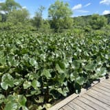 Neabsco Creek Boardwalk, Virginia - 969 Reviews, Map | AllTrails