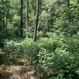 Neabsco Creek Boardwalk, Virginia - 969 Reviews, Map | AllTrails