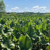 Neabsco Creek Boardwalk, Virginia - 969 Reviews, Map | AllTrails