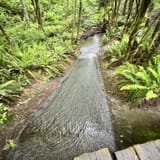 Japanese Gulch Loop Trail, Washington - 1,258 Reviews, Map | AllTrails
