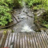 Japanese Gulch Loop Trail, Washington - 1,258 Reviews, Map | AllTrails