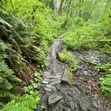 Japanese Gulch Loop Trail, Washington - 1,258 Reviews, Map | AllTrails