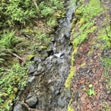 Japanese Gulch Loop Trail, Washington - 1,258 Reviews, Map | AllTrails
