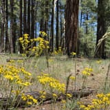 Mars Hill Trail, Arizona - 1,222 Reviews, Map | AllTrails