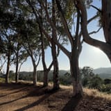 Inspiration Point Loop, California - 4,770 Reviews, Map | AllTrails