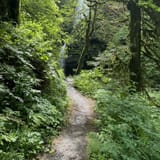 Latourell Falls Loop, Oregon - 6,706 Reviews, Map | AllTrails