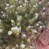 Hickman Bridge Trail, Utah - 5,761 Reviews, Map | AllTrails