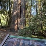 Tall Trees Grove Loop Trail, California - 2,331 Reviews, Map | AllTrails