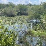 Anhinga Trail, Florida - 1,841 Reviews, Map | AllTrails