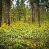 High Drive Parkway Trail, Washington - 746 Reviews, Map | AllTrails