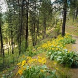 High Drive Parkway Trail, Washington - 746 Reviews, Map | AllTrails