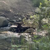 Eaton Canyon Trail, California - 12,539 Reviews, Map | AllTrails