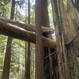 Tall Trees Grove Loop Trail, California - 2,332 Reviews, Map | AllTrails