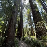 Tall Trees Grove Loop Trail, California - 2,315 Reviews, Map | AllTrails