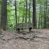 Rock Bridge Trail, Kentucky - 3,522 Reviews, Map | AllTrails
