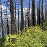 Angels Rest to Devil's Rest Loop Trail, Oregon - 1,242 Reviews, Map ...