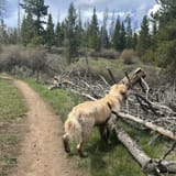 Gore Range Trail, Colorado - 41 Reviews, Map | AllTrails