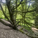 Washington Park Loop, Oregon - 1,671 Reviews, Map | AllTrails