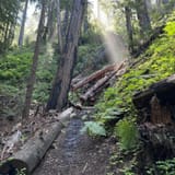 Tanbark Trail and Tin House Loop, California - 1,411 Reviews, Map ...