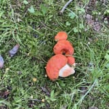 Cub Run Stream Valley Trail, Virginia - 430 Reviews, Map | AllTrails