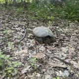 Busch Wildlife Biking-Hiking Trail, Missouri - 728 Reviews, Map | AllTrails